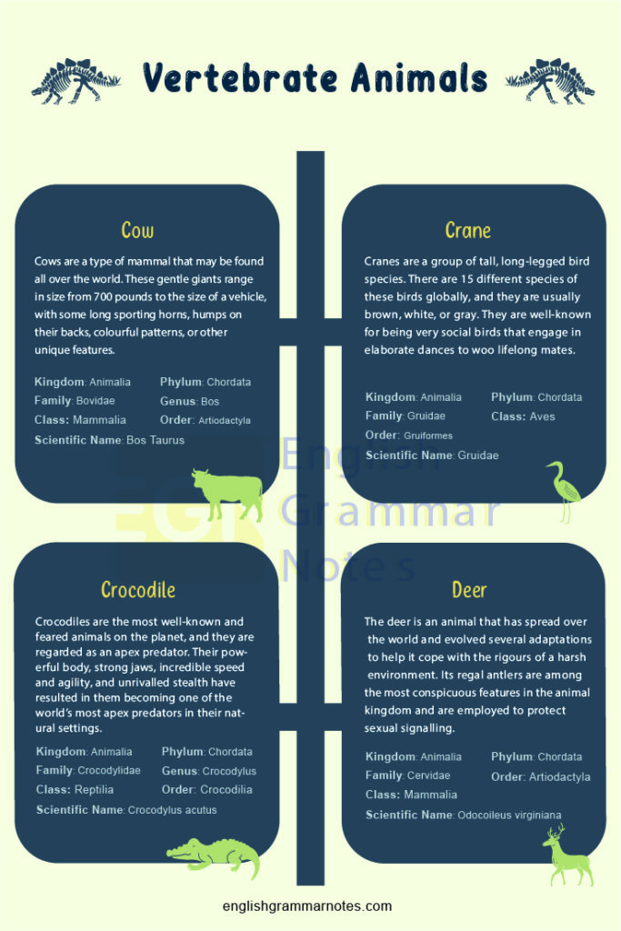 Vertebrates | List of Vertebrate Animals With Description – English ...