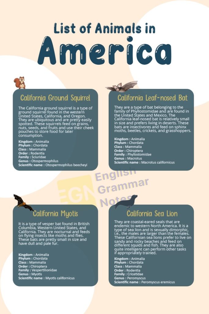 American Animals | List of American Animals With Description and ...