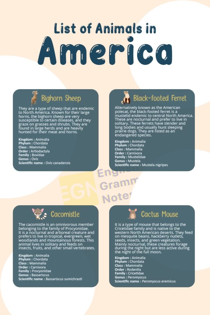 American Animals | List of American Animals With Description and ...
