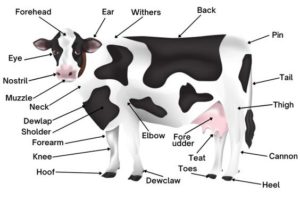 Animals Body Parts | List of Animals Body Parts With Description ...